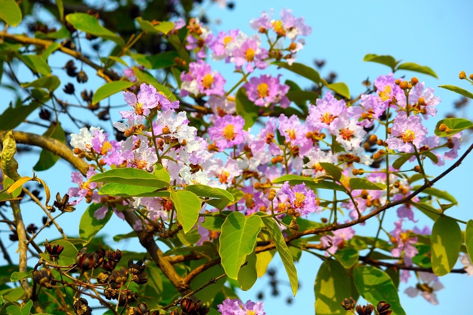 Rose Of India Flowers Tree Queen'S - Free photo on Pixabay - Pixabay