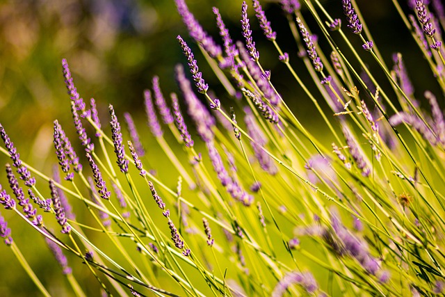 Lavanda Flor Natureza - Foto gratuita no Pixabay - Pixabay