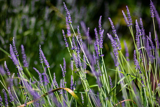 Lavanda Flor Natureza - Foto gratuita no Pixabay - Pixabay