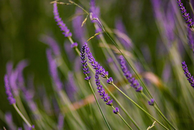 Lavanda Flor Natureza - Foto gratuita no Pixabay - Pixabay