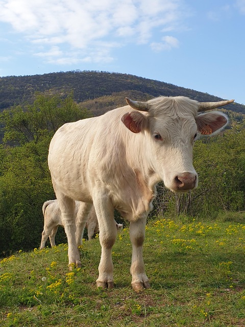 Animal Vaca Mamífero - Foto gratuita no Pixabay - Pixabay