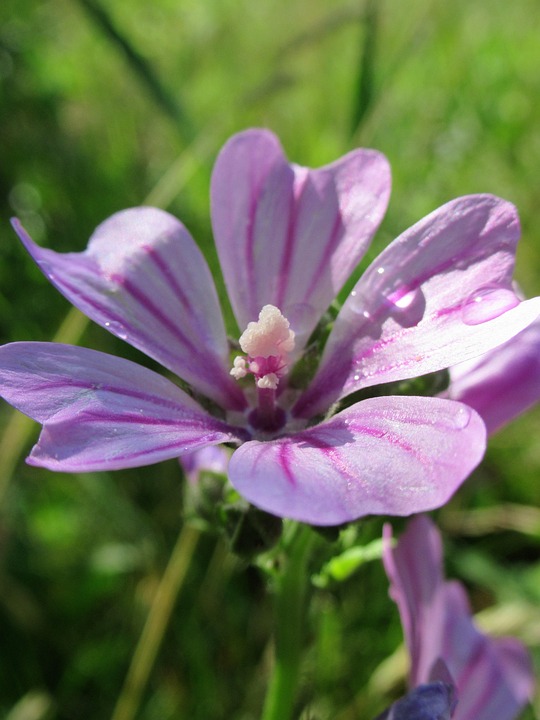 Flower To Bloom Prairie - Free photo on Pixabay - Pixabay