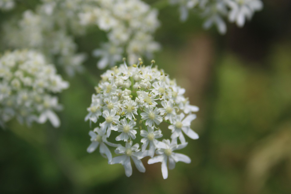 Flor Bloom Umbelífera - Foto gratuita no Pixabay - Pixabay