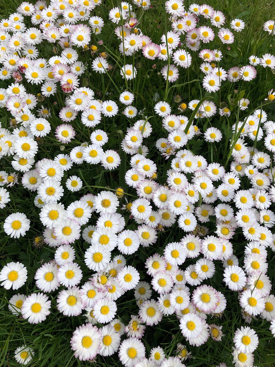 Margaridas Flores Planta - Foto gratuita no Pixabay - Pixabay