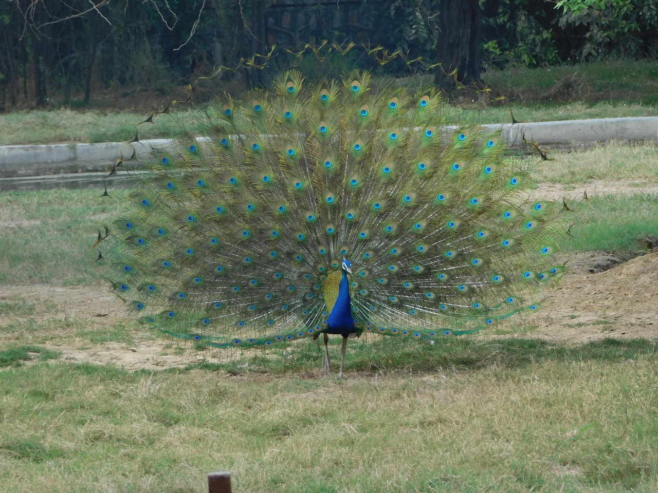 Merak Alam Burung - Foto gratis di Pixabay - Pixabay