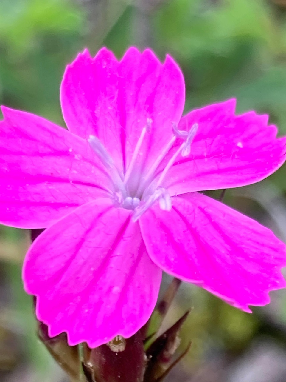 Flower Clove Blossom - Free photo on Pixabay