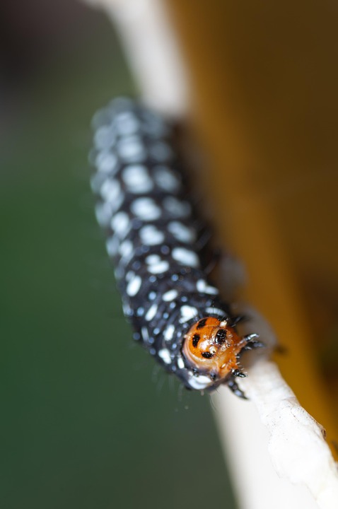 Chenille Larve Insecte - Photo gratuite sur Pixabay - Pixabay