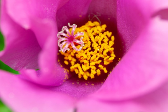 Pollen Fleur Plantes - Photo gratuite sur Pixabay - Pixabay