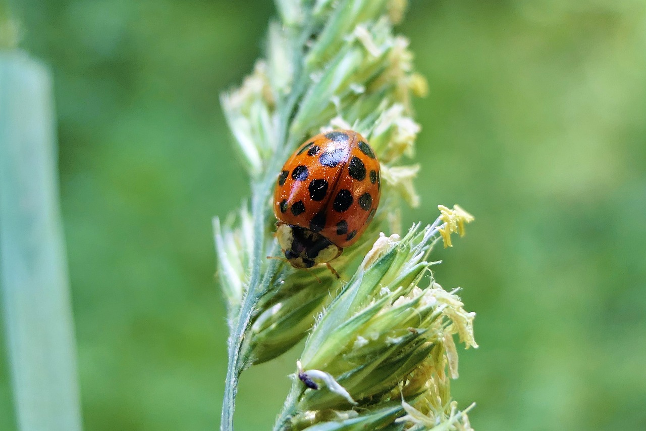 Coccinelle Asiatique - Photo gratuite sur Pixabay - Pixabay