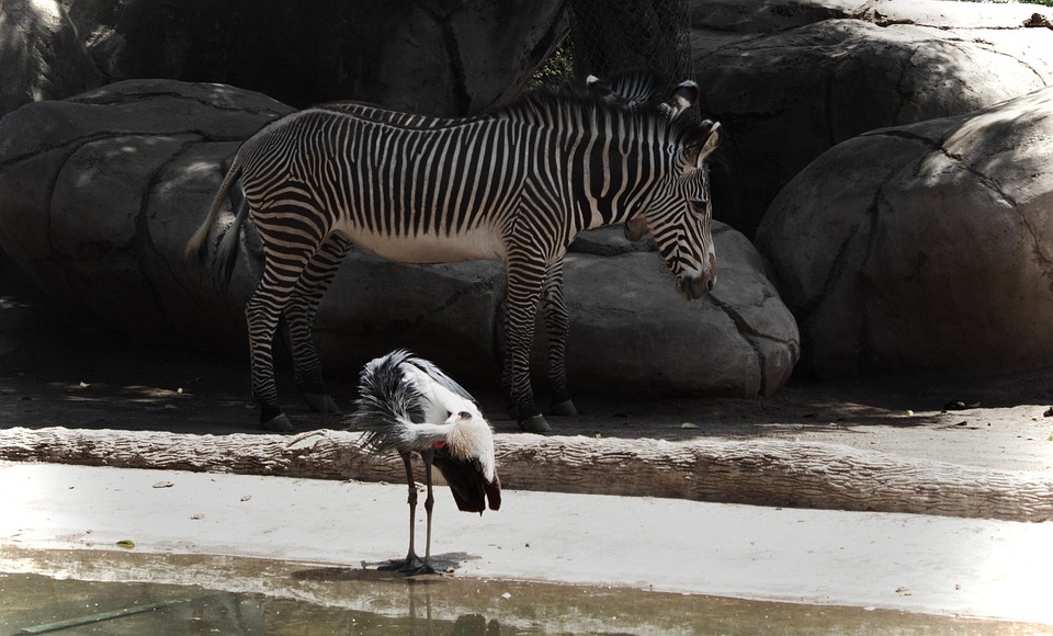 Zebra Tier Zoo - Kostenloses Foto auf Pixabay - Pixabay