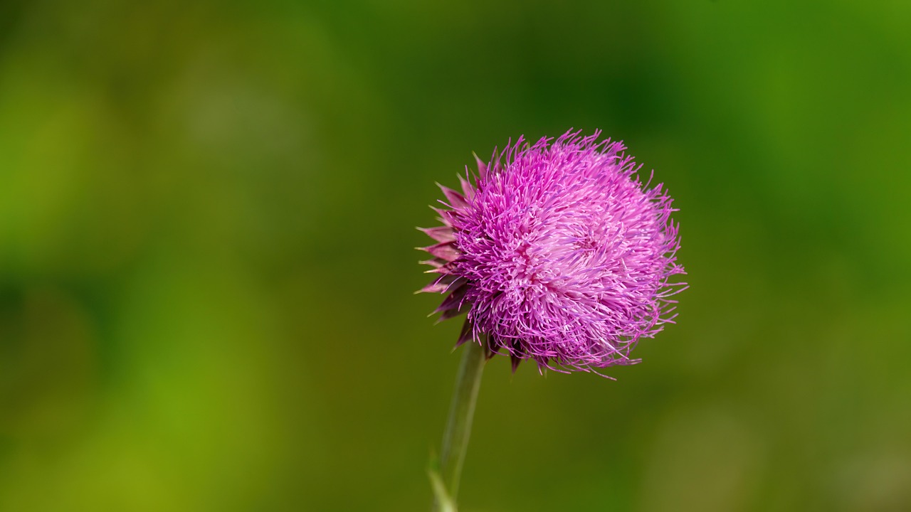 Purple Flower Blossom - Free photo on Pixabay - Pixabay