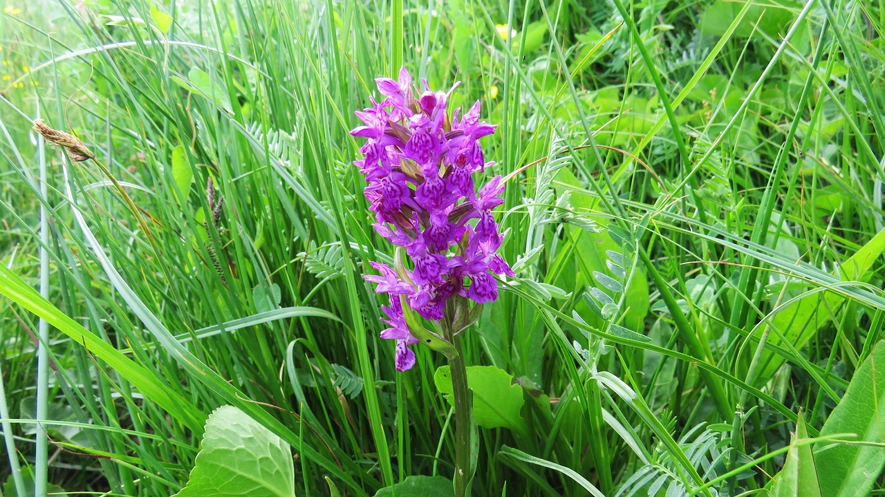 Orchidee Wild Natur - Kostenloses Foto auf Pixabay - Pixabay
