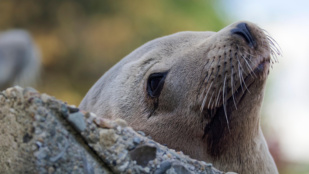 Leone Marino Mammifero Animale - Foto gratis su Pixabay - Pixabay