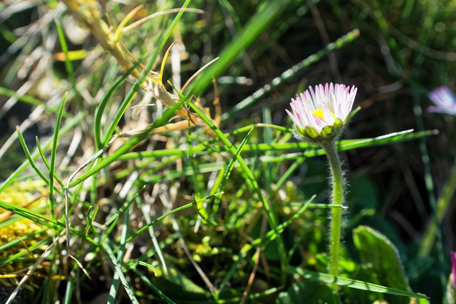 Daisy Grass - Free photo on Pixabay - Pixabay