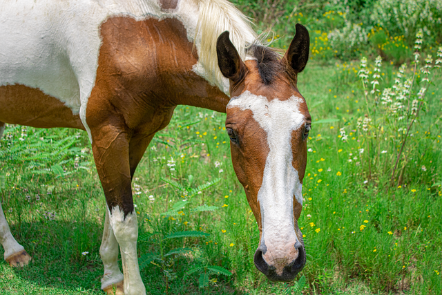 Caballo Mamífero Animal - Foto gratis en Pixabay - Pixabay