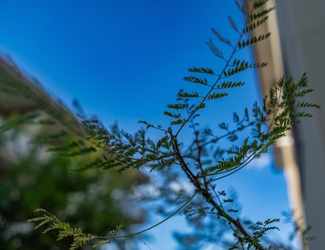 Luonto Haara Puutarha - Ilmainen valokuva Pixabayssa - Pixabay