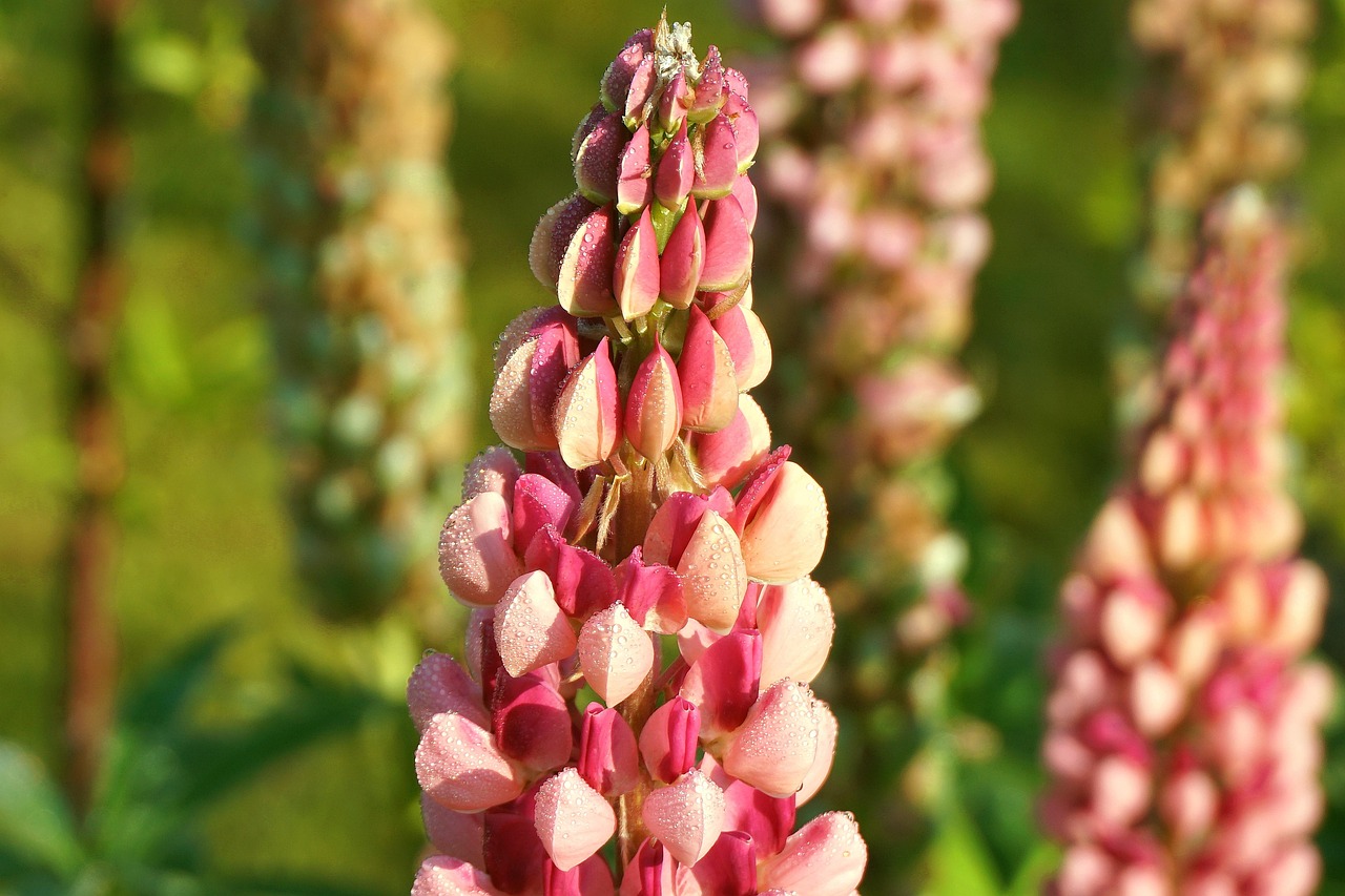 700+ kostenlose Lupine & Natur Fotos - Pixabay