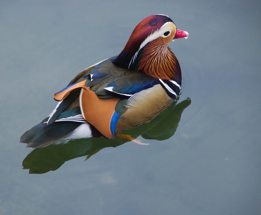Mandarin Duck Bird - Free photo on Pixabay - Pixabay