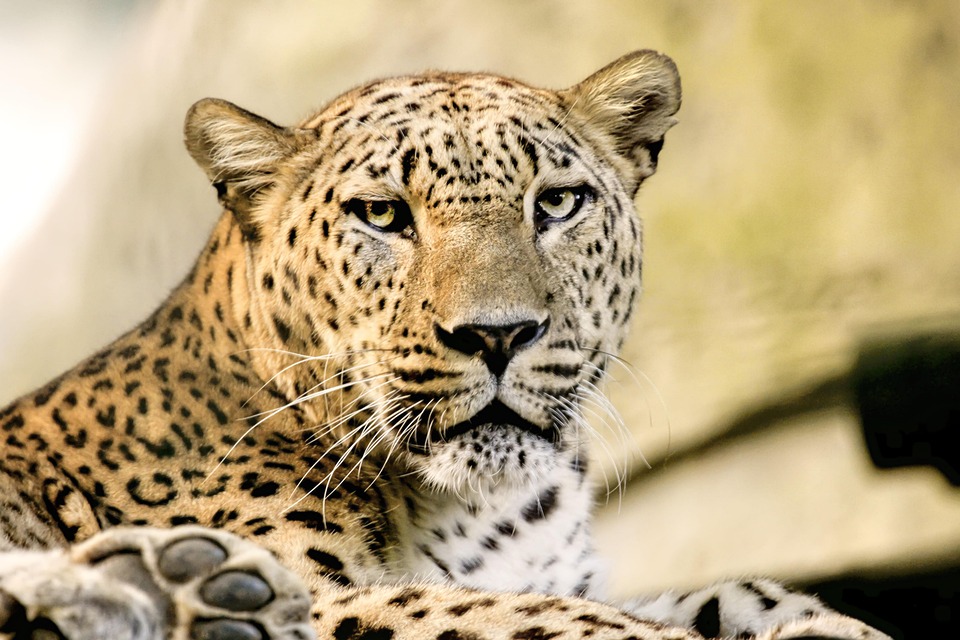 Feline Persian Panther Animals - Free photo on Pixabay - Pixabay