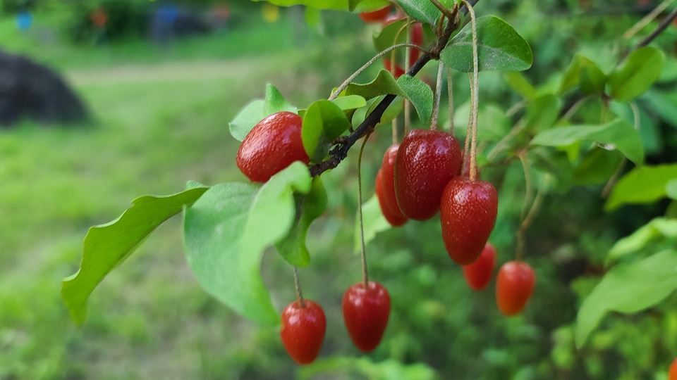 Linden Tree Fruit Summer - Free photo on Pixabay - Pixabay
