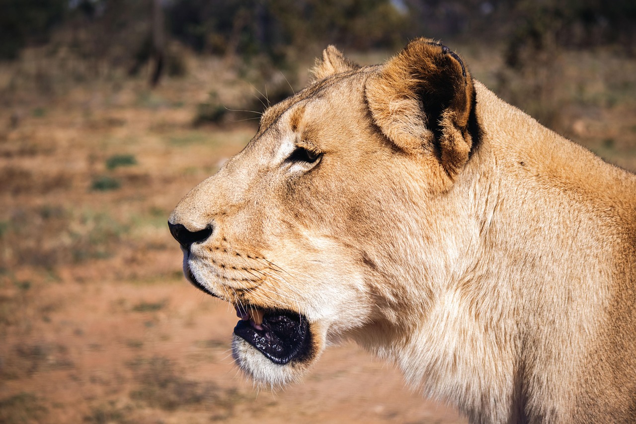 Animal Mammal Lioness - Free photo on Pixabay