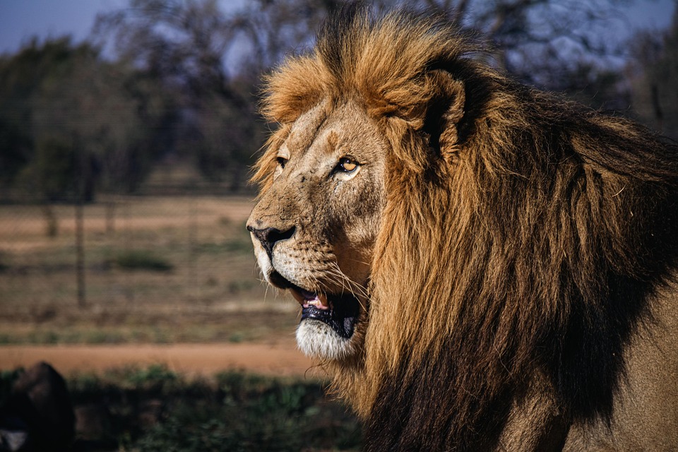 Lion Faune Nature Gros - Photo gratuite sur Pixabay - Pixabay