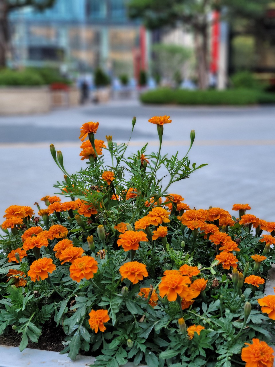 Korea Południowa Seul Miasto - Darmowe zdjęcie na Pixabay - Pixabay