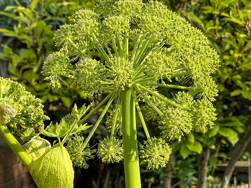 Angélique Angelica Archangelica - Photo gratuite sur Pixabay - Pixabay