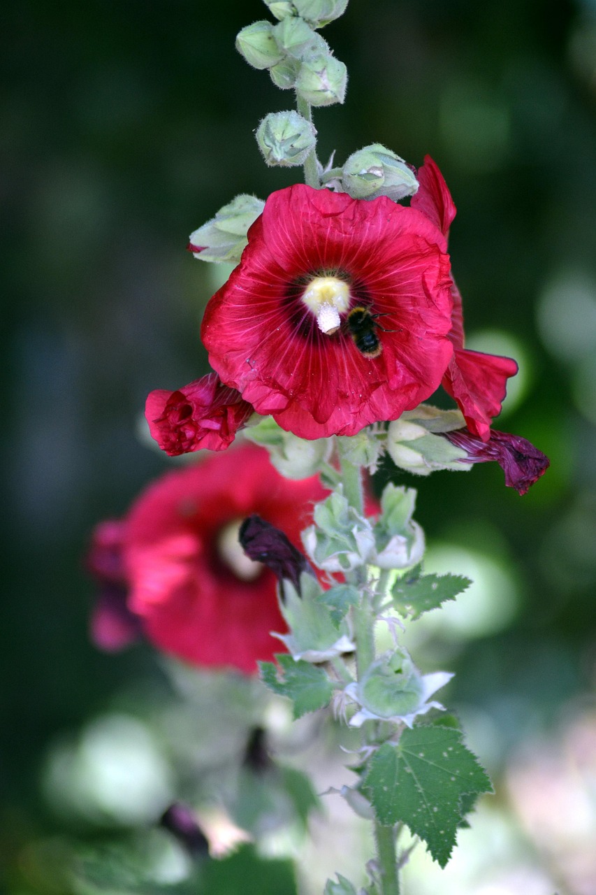 Flowers Hollyhock Petals - Free photo on Pixabay