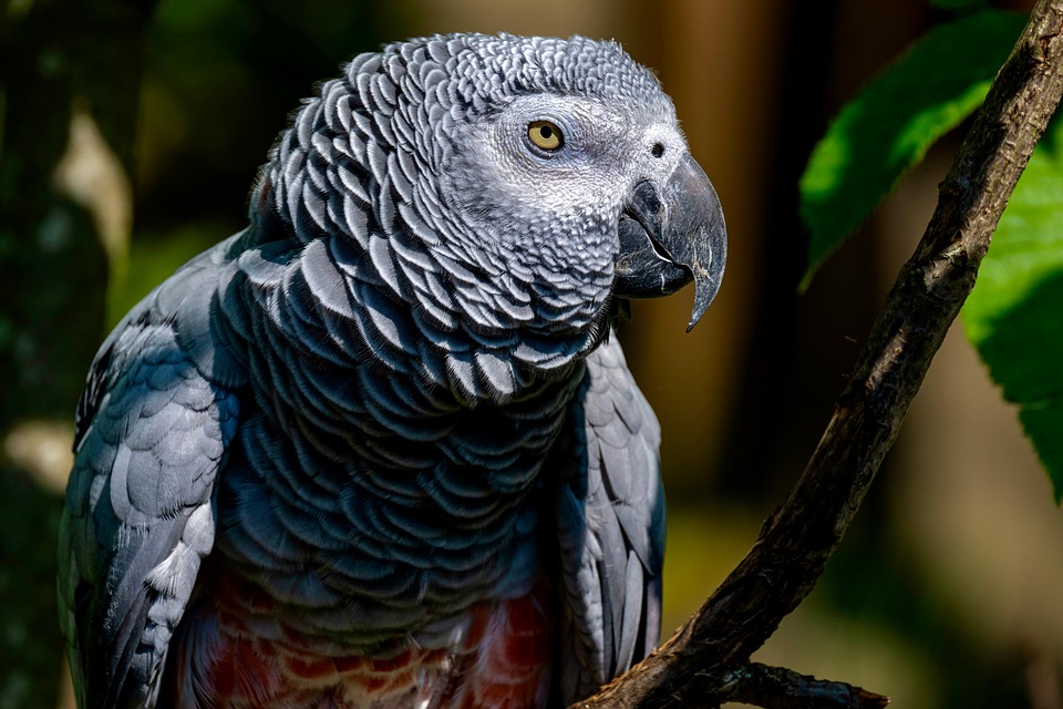 Grey Parrot Bird Animal - Free photo on Pixabay - Pixabay