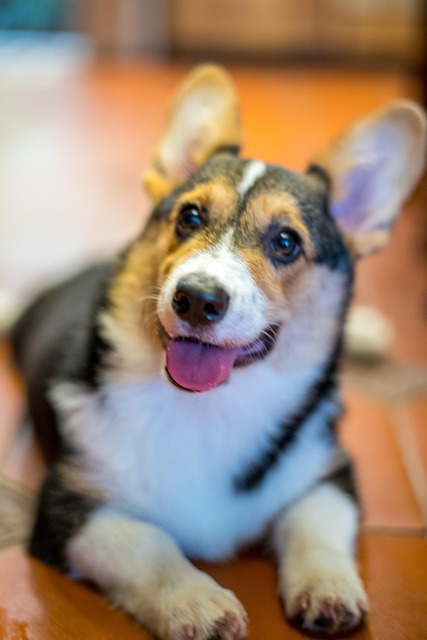 Corgi Filhote De Cachorro Bicho - Foto gratuita no Pixabay - Pixabay