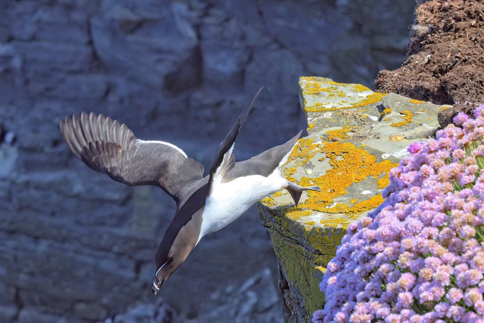 Lintu Partanokka Seabird - Ilmainen valokuva Pixabayssa - Pixabay