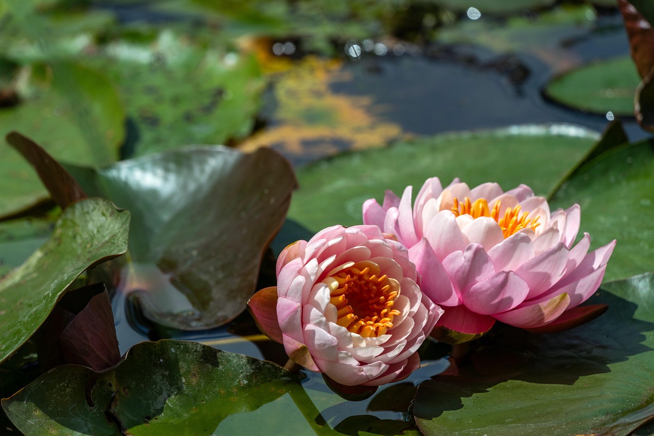 Water Lilies Flowers Plants Pink - Free photo on Pixabay