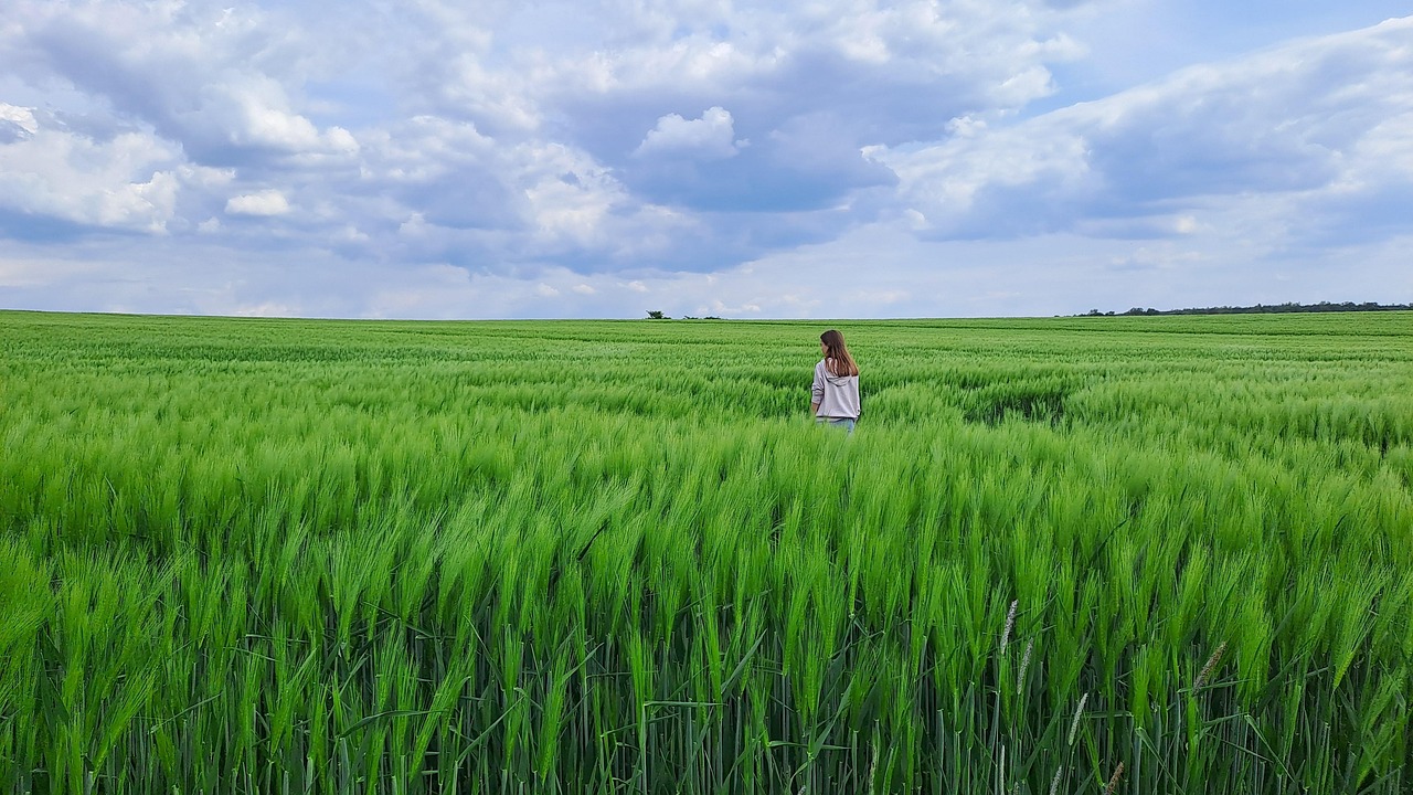 Vert Nature Sur Le Terrain - Photo gratuite sur Pixabay - Pixabay