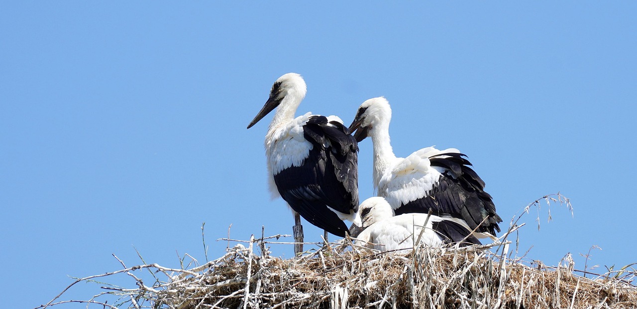Cigognes Blanches Des - Photo gratuite sur Pixabay - Pixabay