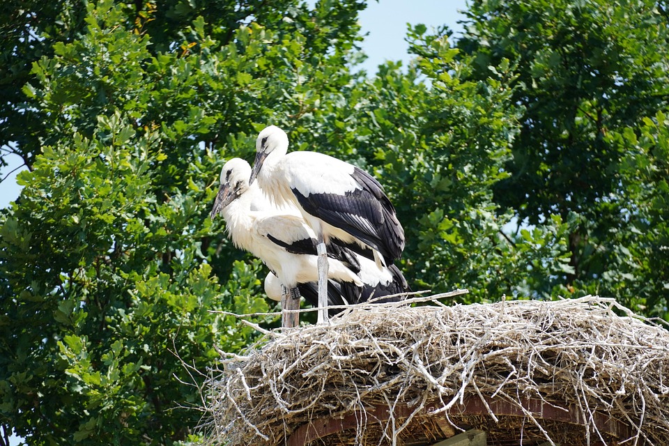 White Storks Birds - Free photo on Pixabay