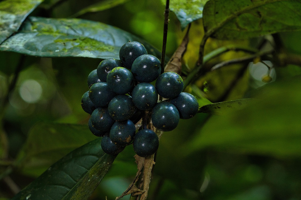 Frutos Silvestres Baga Fruta - Foto gratuita no Pixabay - Pixabay