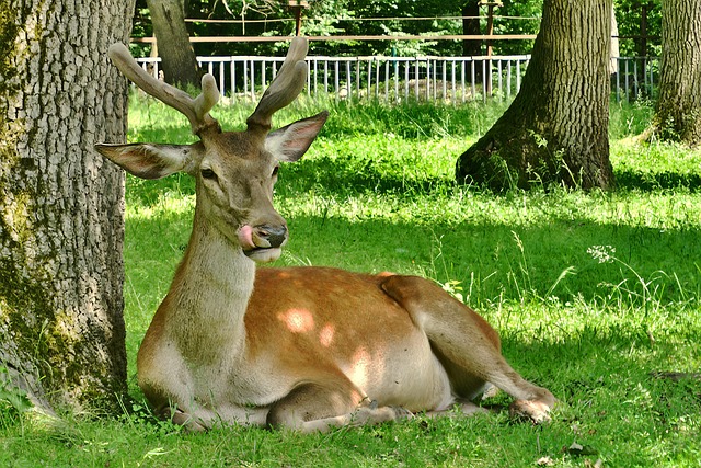 Ova Veado Animal - Foto gratuita no Pixabay - Pixabay