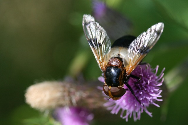 Insect Hover Fly Entomology - Free photo on Pixabay - Pixabay