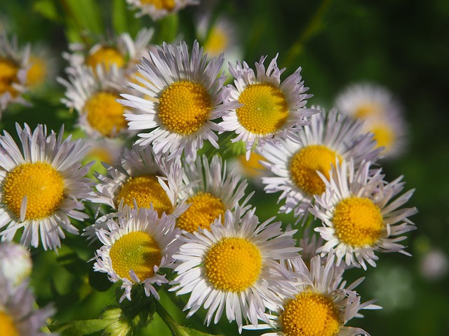Bunga Bunga Bloom Kelopak Foto Gratis Di Pixabay Pixabay