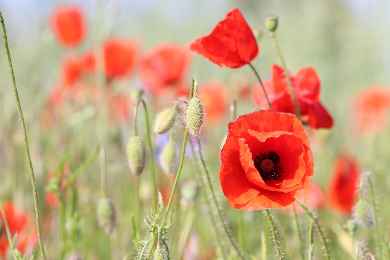 Flowers Poppies Blossoms - Free photo on Pixabay - Pixabay