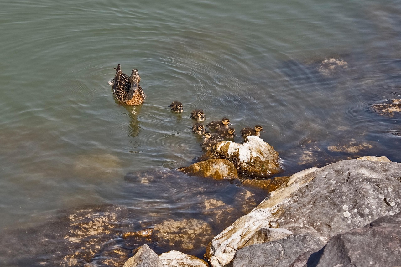 Pato Família Patos Selvagens - Foto gratuita no Pixabay - Pixabay