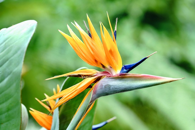 Paradise Flower Plant - Free photo on Pixabay