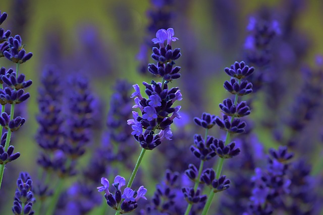 Lavender Flowers Plant - Free photo on Pixabay