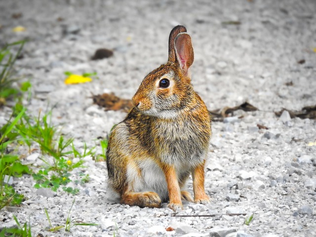 Tier Hase Wild - Kostenloses Foto auf Pixabay - Pixabay