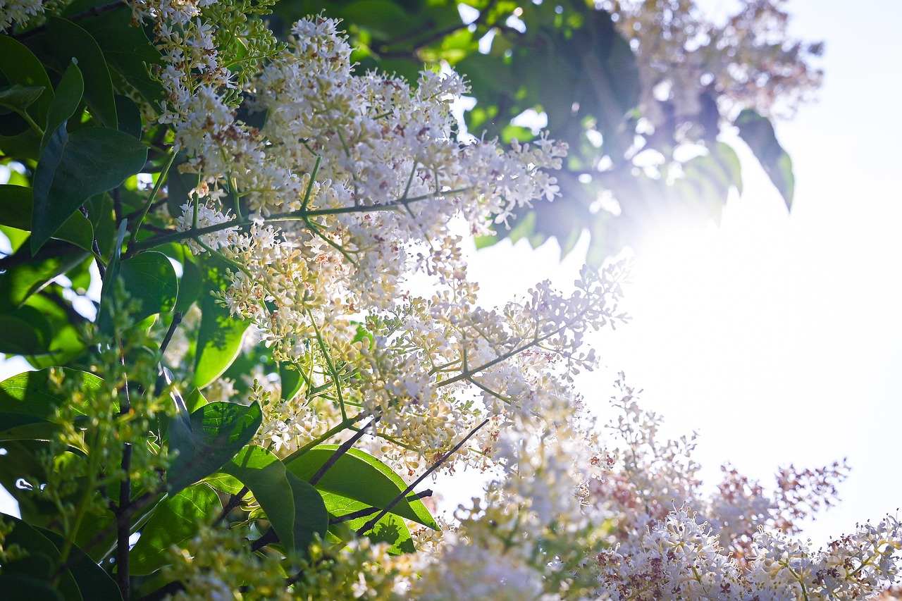 Copac A Inflori Lumina Soarelui - Fotografie gratuită pe Pixabay - Pixabay