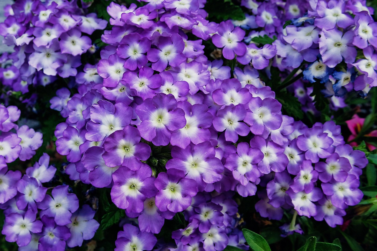 Hermosas Flores Moradas Flores Moradas" Images – Browse 278 Stock