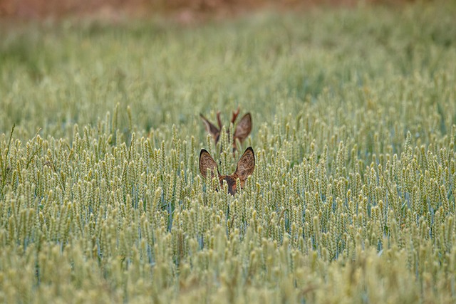Cerf Forêt La Nature - Photo gratuite sur Pixabay - Pixabay