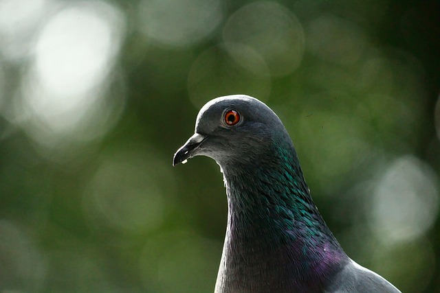 Paloma Pájaro Animal - Foto gratis en Pixabay - Pixabay