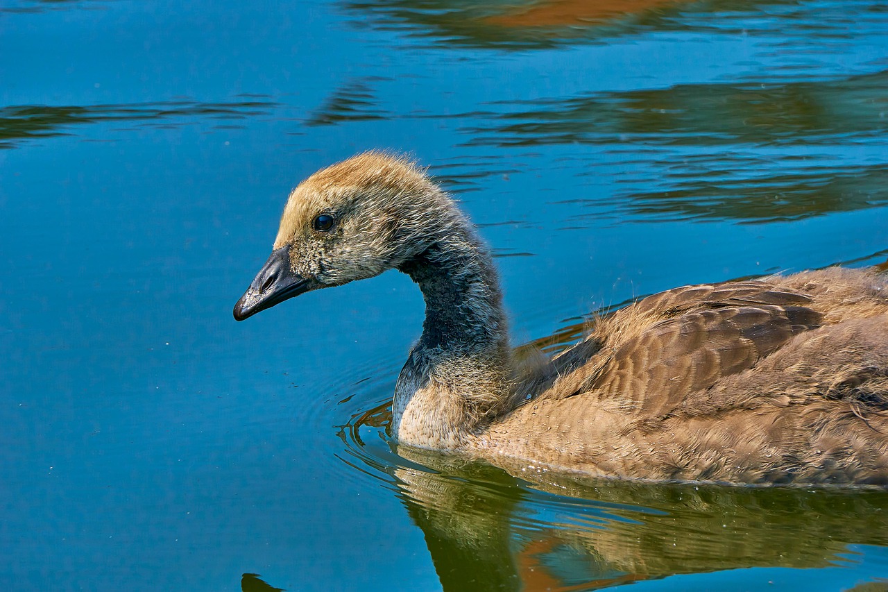 Bird Goose Ornithology - Free photo on Pixabay - Pixabay